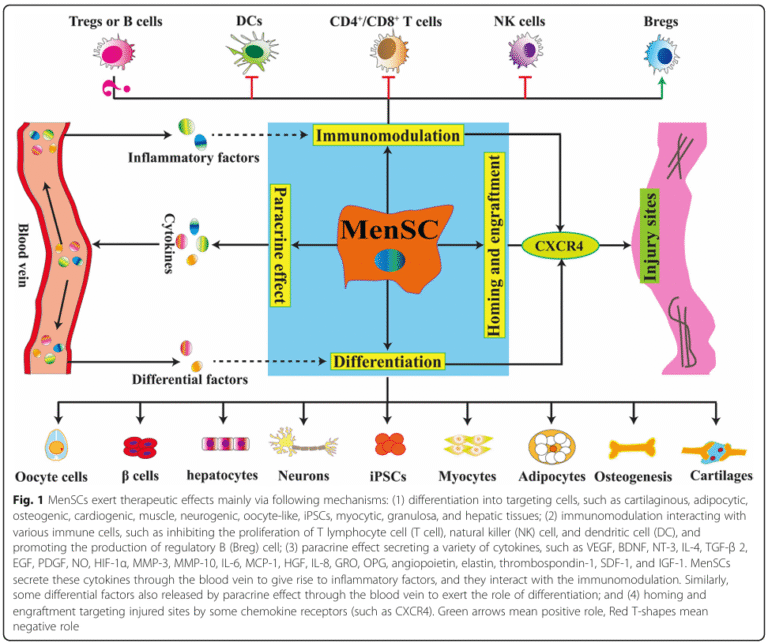 Menstrual Blood Stem Cells: Masa Depan Pengobatan Regeneratif ...